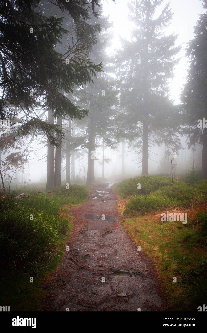 The drenched path leads through blueberry bushes and misty fir trees ...