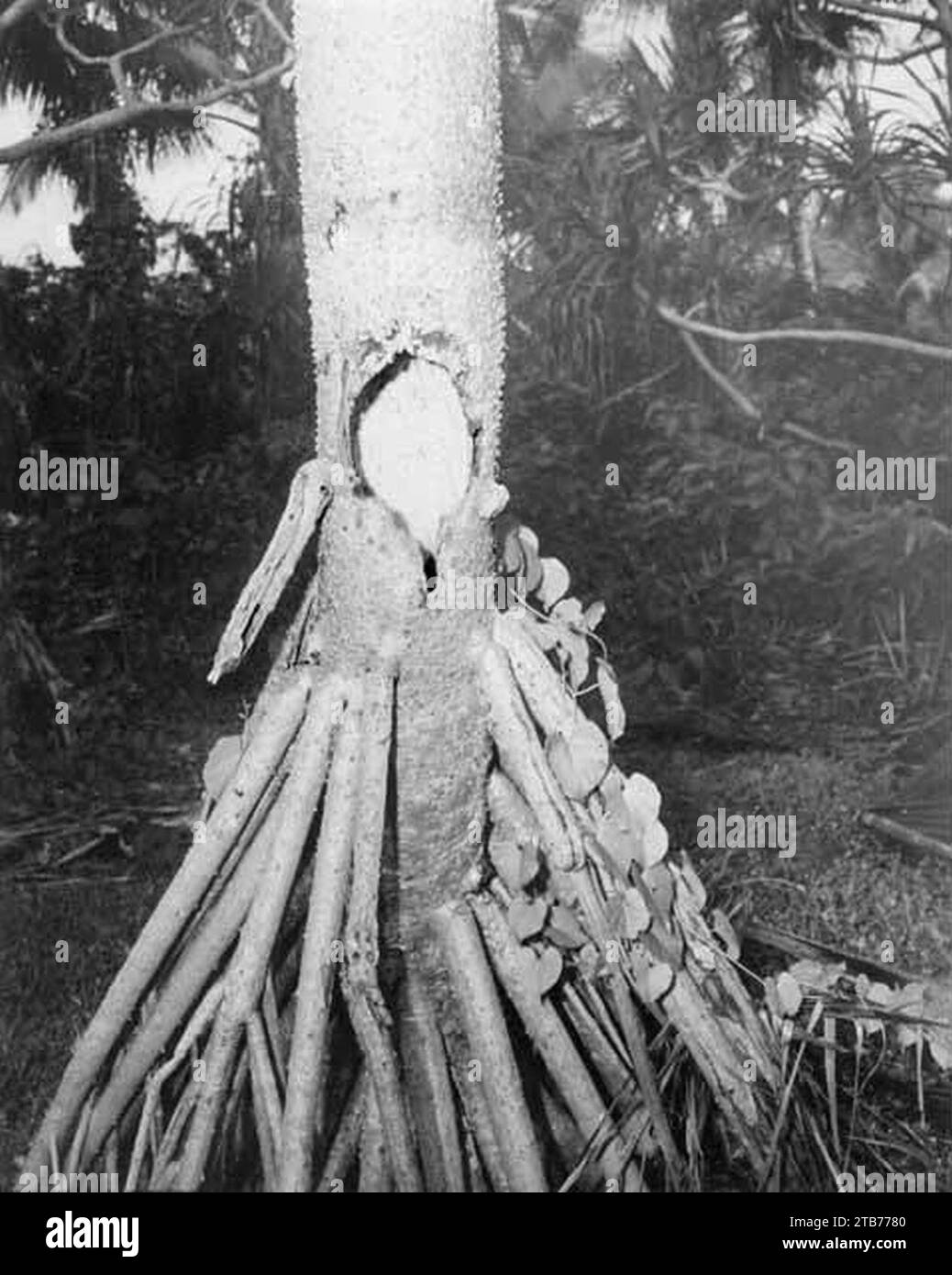 Water hole in a Pandanus tree on Prayer Island, summer 1947 (DONALDSON ...