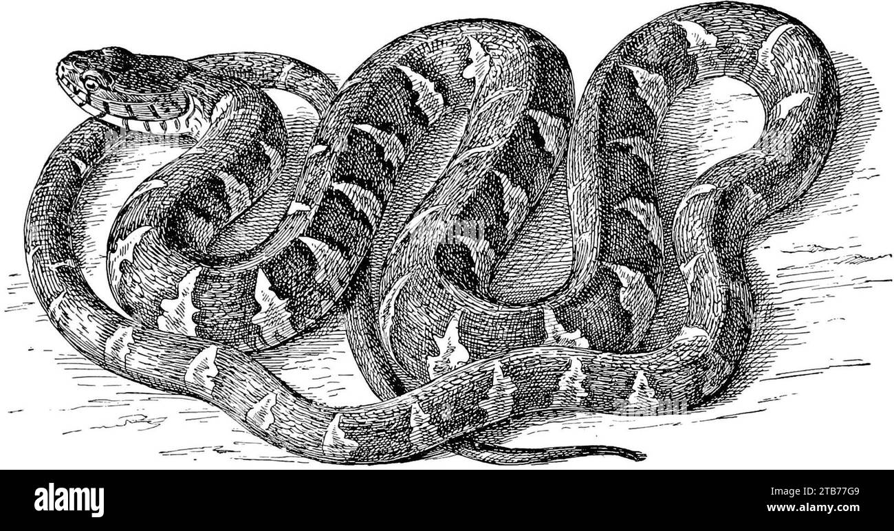 Water Snake-TSF 0026 Stock Photo - Alamy