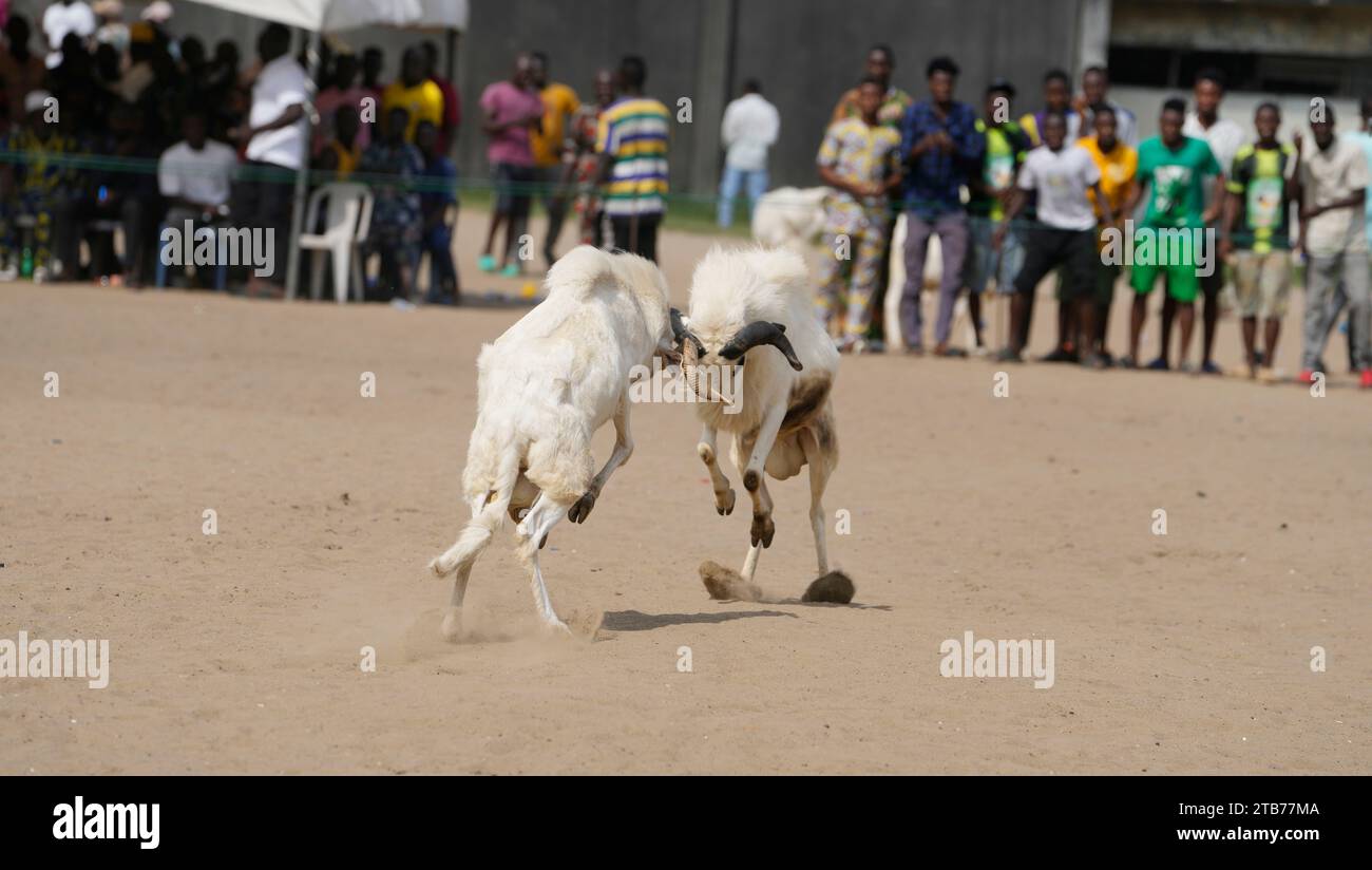 Two rams collide as people look on, during the ram fighting competition ...