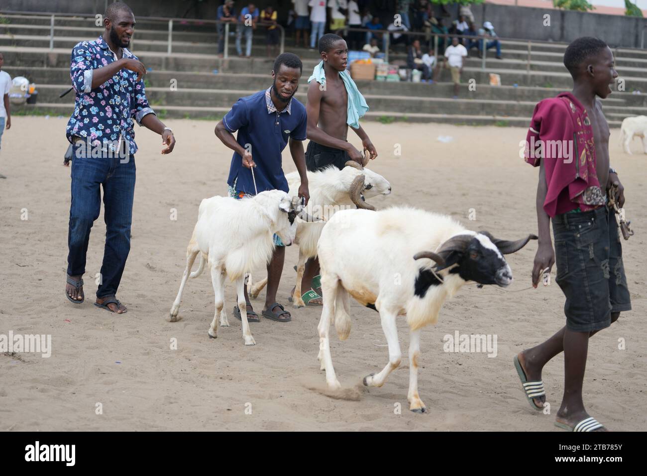 People arrive with their rams for a fighting competition at the ...