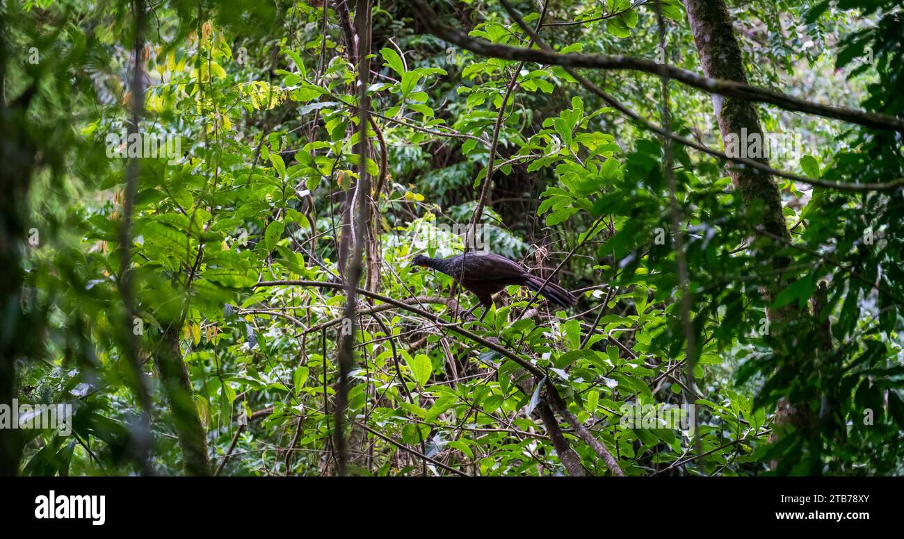Jakun bird hi-res stock photography and images - Alamy