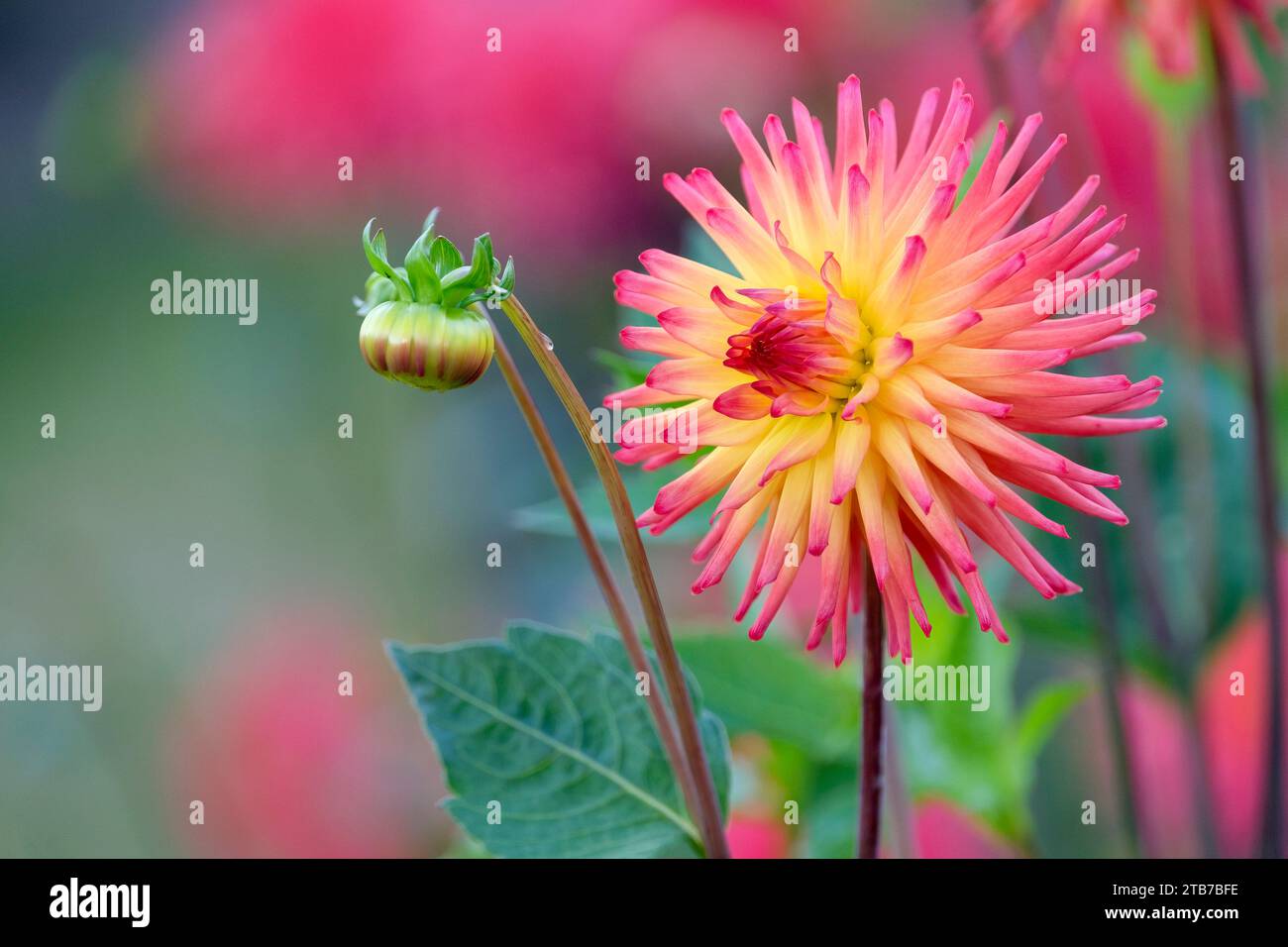 Dahlia Josudi Aurora, Miniature Cactus,, flowers blend of reddish ...