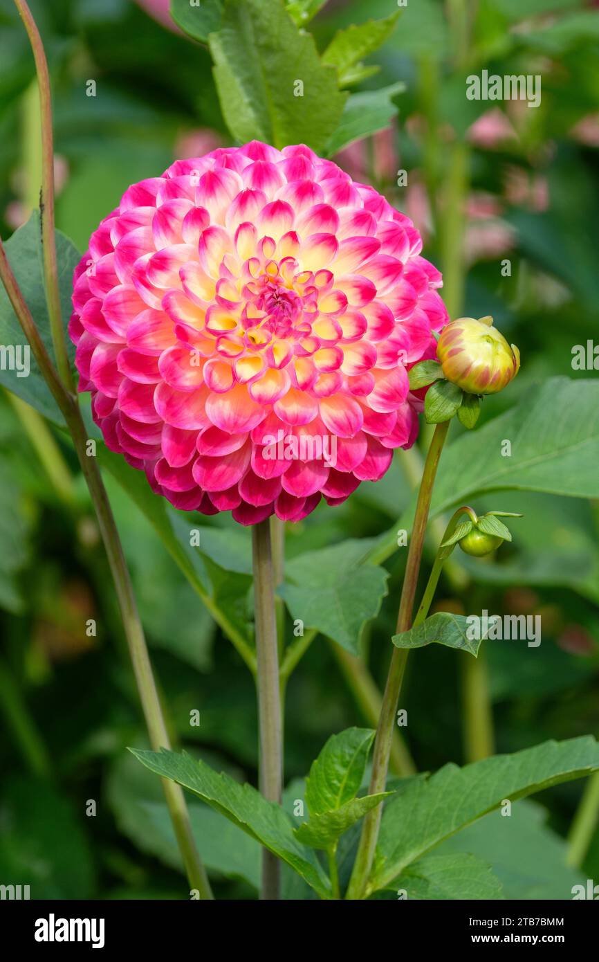 Dahlia Hapet Daydream, decorative dahlia with yellow and purple flowers ...