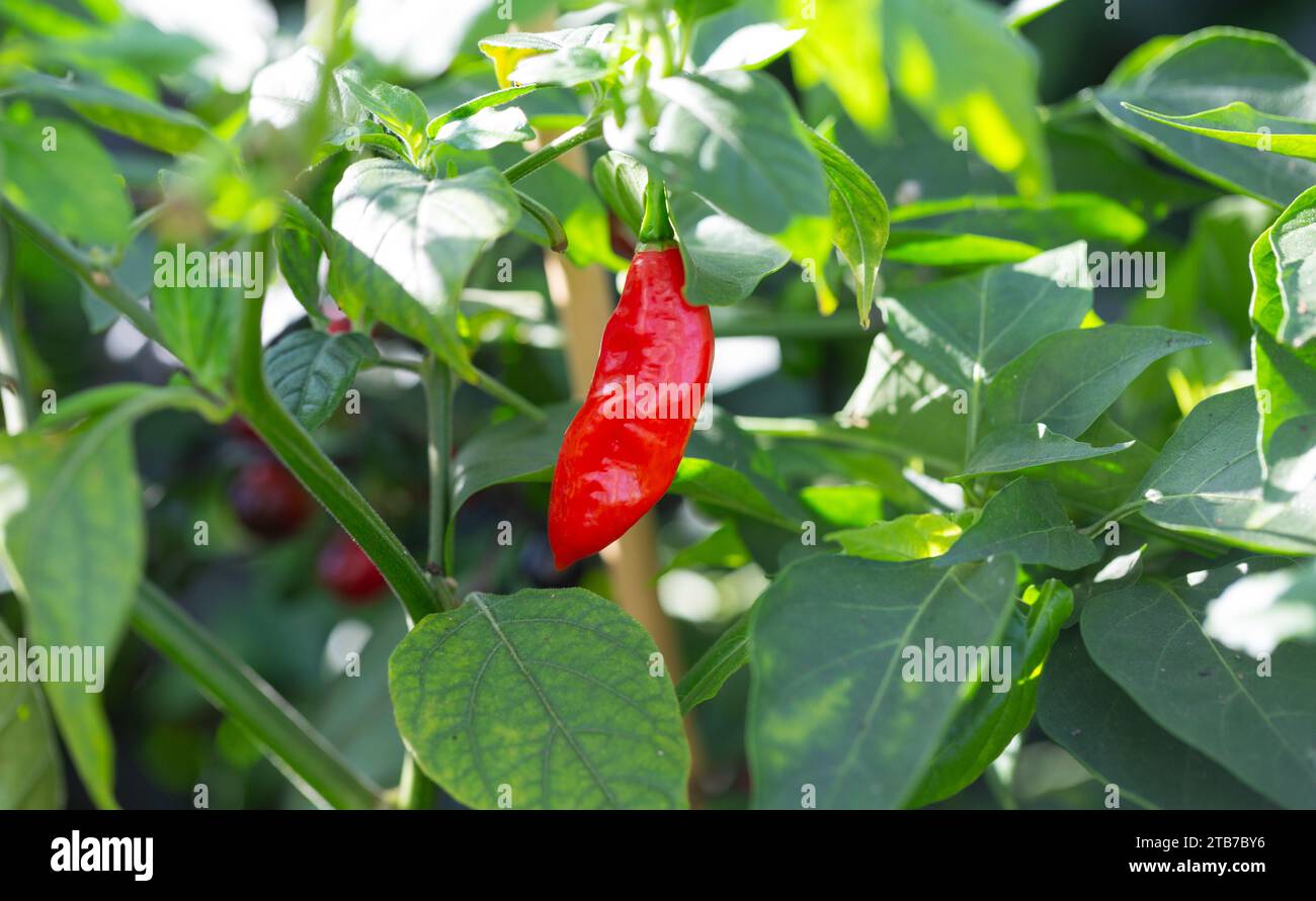 Red Chilli Pepper plant, Capsicum annuum Stock Photo - Alamy