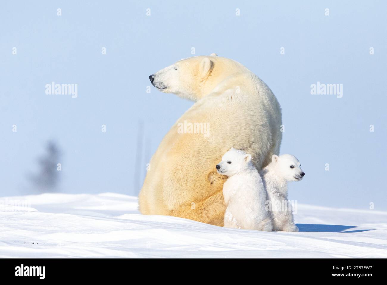 Hide and seek polar bears CANADA CUTE polar bear cubs can be seen playing in the snow with mum ...