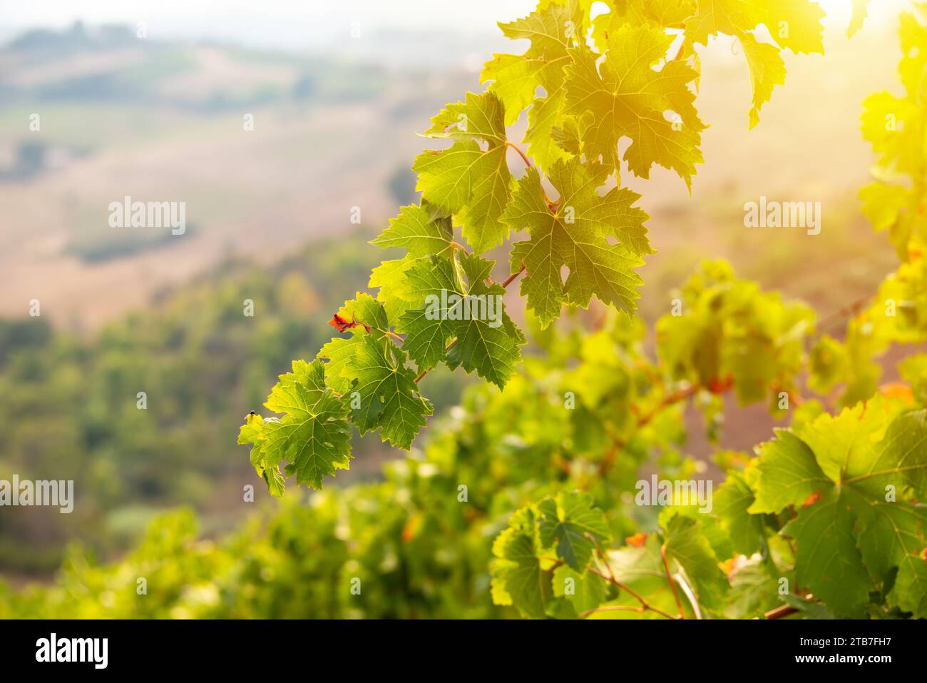 Vine branches and leaves in vineyard Stock Photo - Alamy