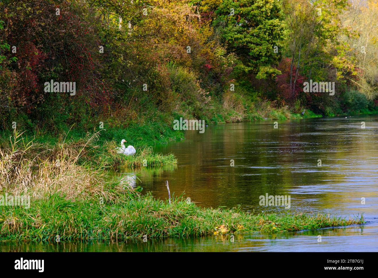 Pair of geese at the edge of a body of water, on the banks of the ...