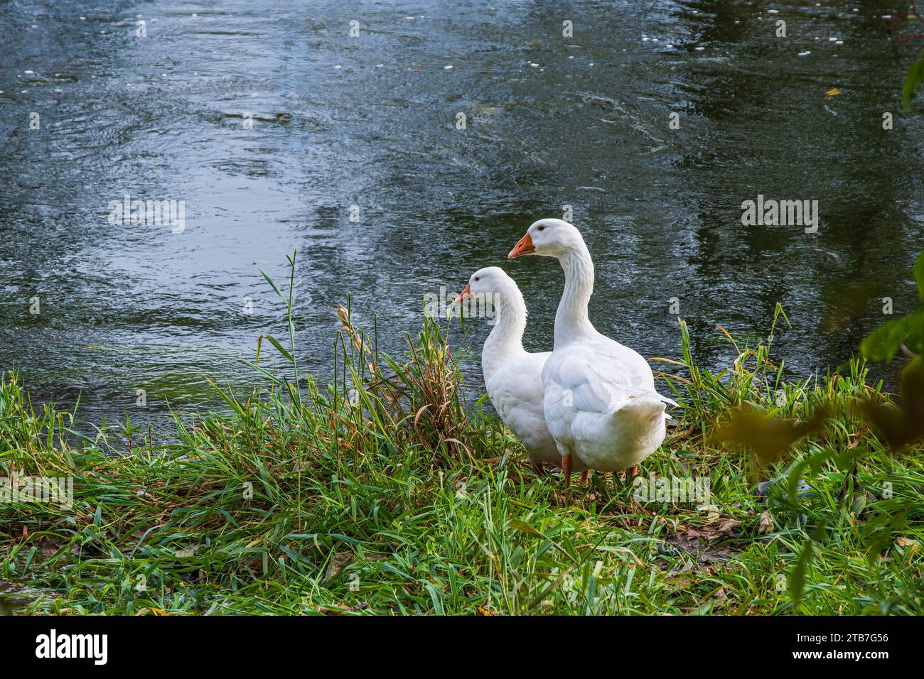 Pair of geese at the edge of a body of water, on the banks of the ...