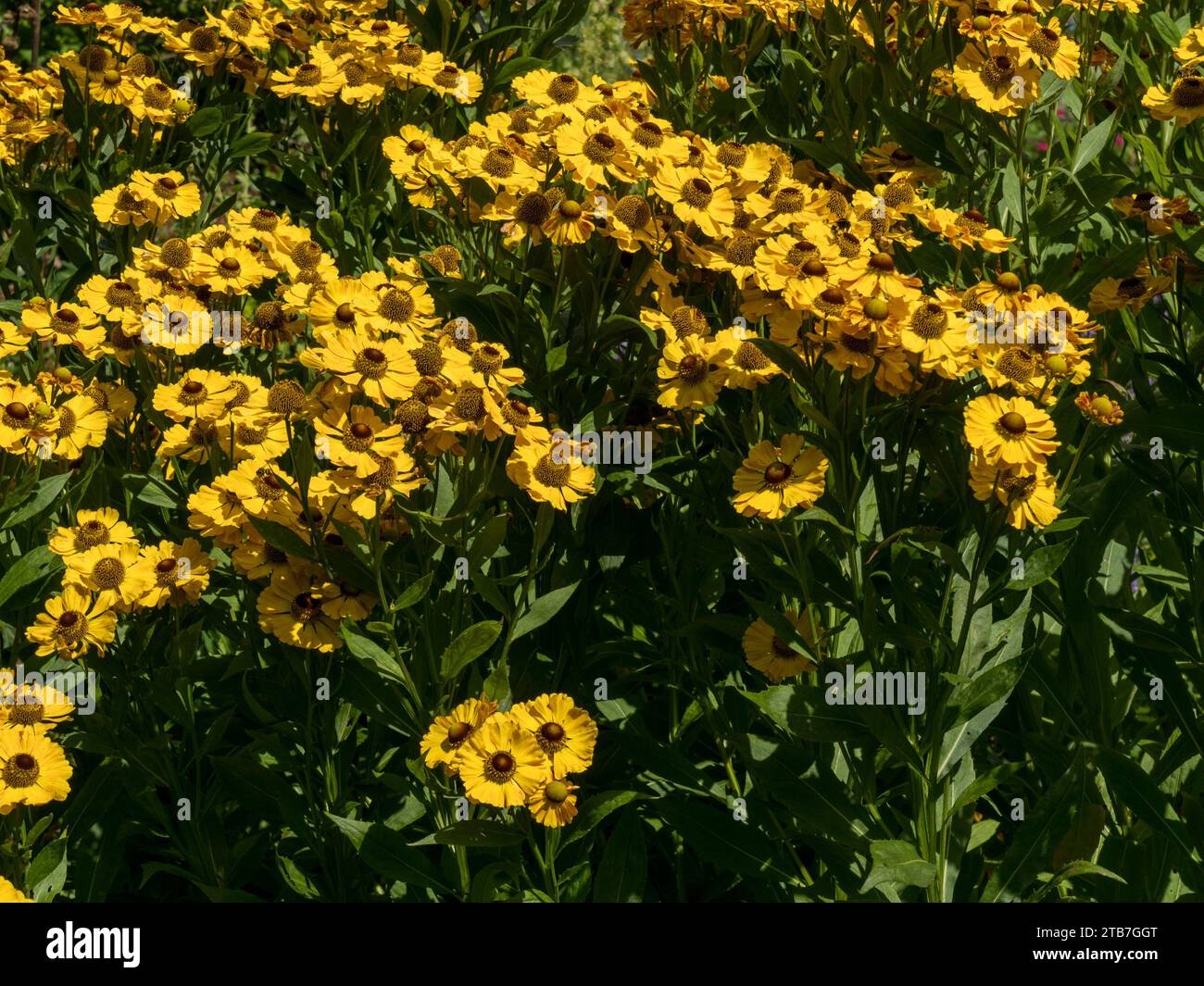 Bright yellow Helenium "Zimbelstern" Sneezeweed flowers ...