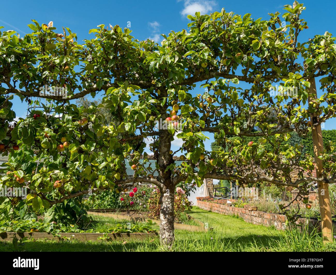 Espalier hi-res stock photography and images - Alamy