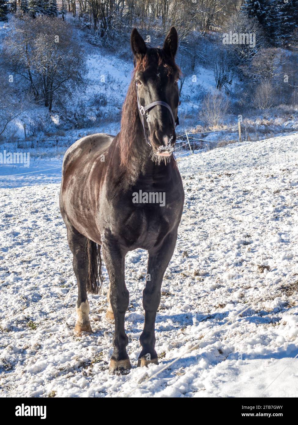 Black stallion in a winter landscape on the field Stock Photo - Alamy