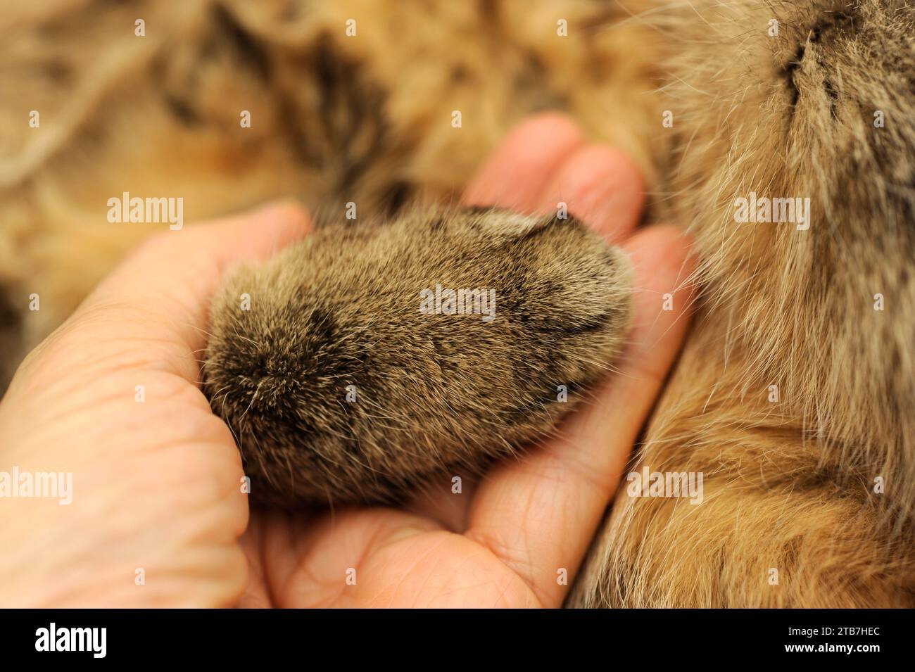 Cat with human hand hi-res stock photography and images - Alamy