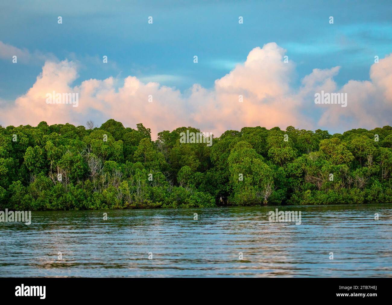 Mangrove landscape, Lamu County, Lamu, Kenya Stock Photo - Alamy