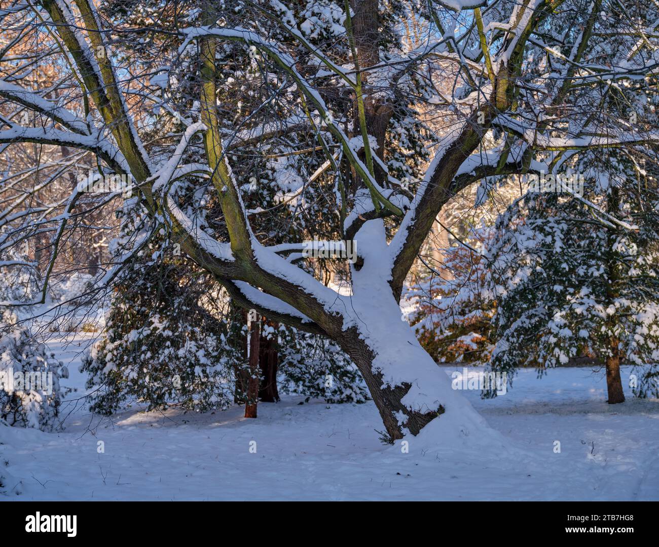 Winter landscape after the first snowfall Stock Photo - Alamy