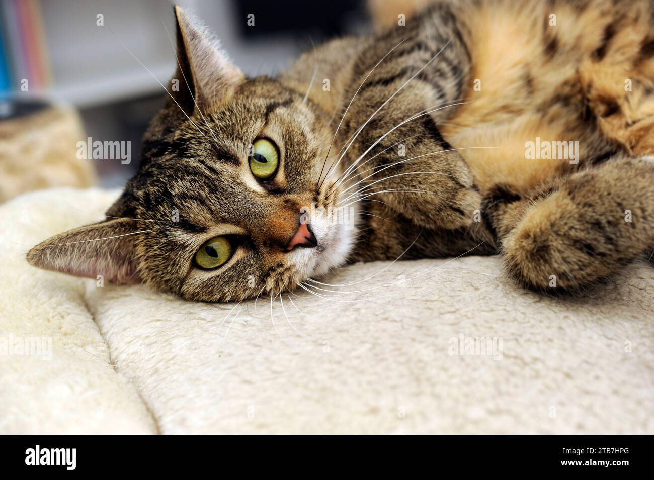 Animal portrait of a tabby domestic cat hi-res stock photography and ...