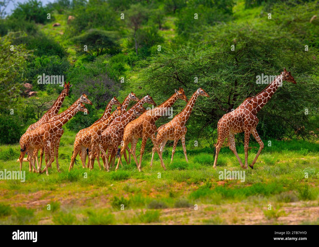 Herd of reticulated giraffes (Giraffa camelopardalis reticulata ...