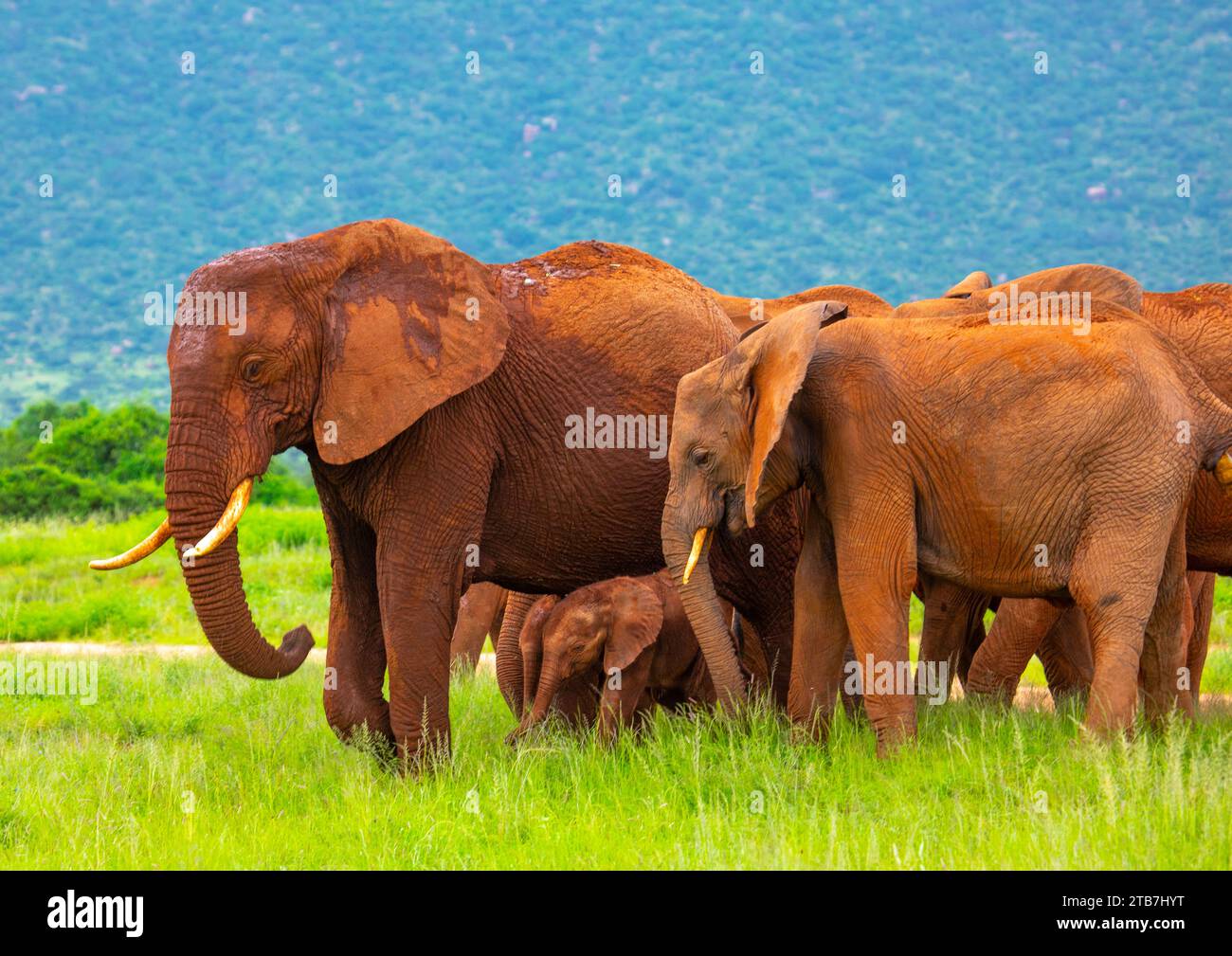 Rare elephant twins in a herd, Samburu County, Samburu National Reserve ...