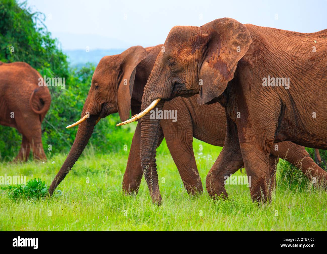 Elephants herd in green grass after rain, Samburu County, Samburu ...