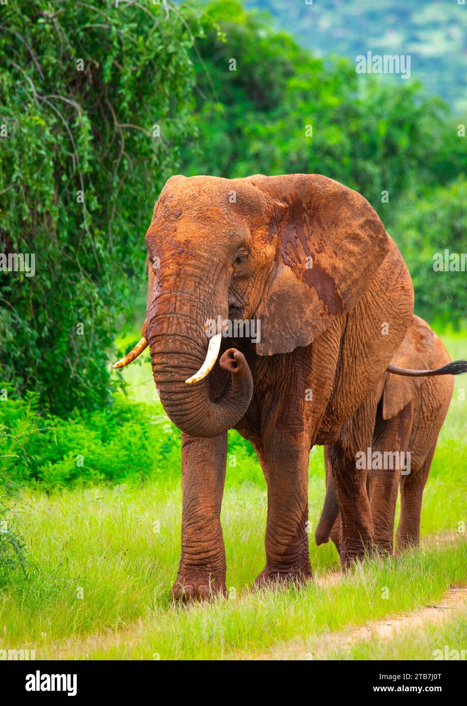 Elephants in green grass after rain, Samburu County, Samburu National ...