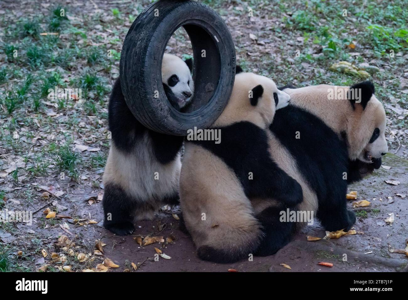 Giant pandas at Chongqing Zoo, Chongqing, China, 2 December, 2023 ...