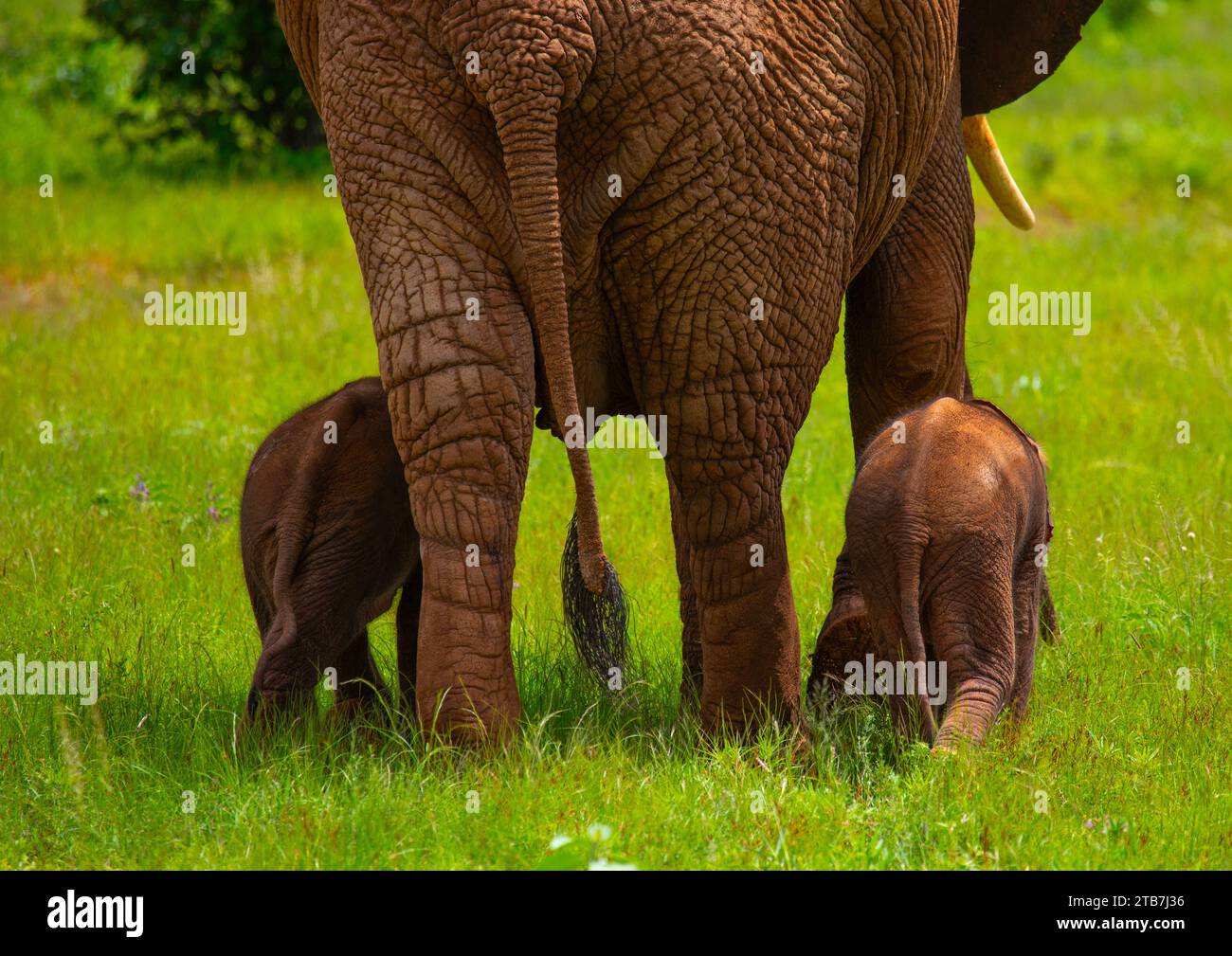 Rare elephant twins with their mother, Samburu County, Samburu National Reserve, Kenya Stock ...