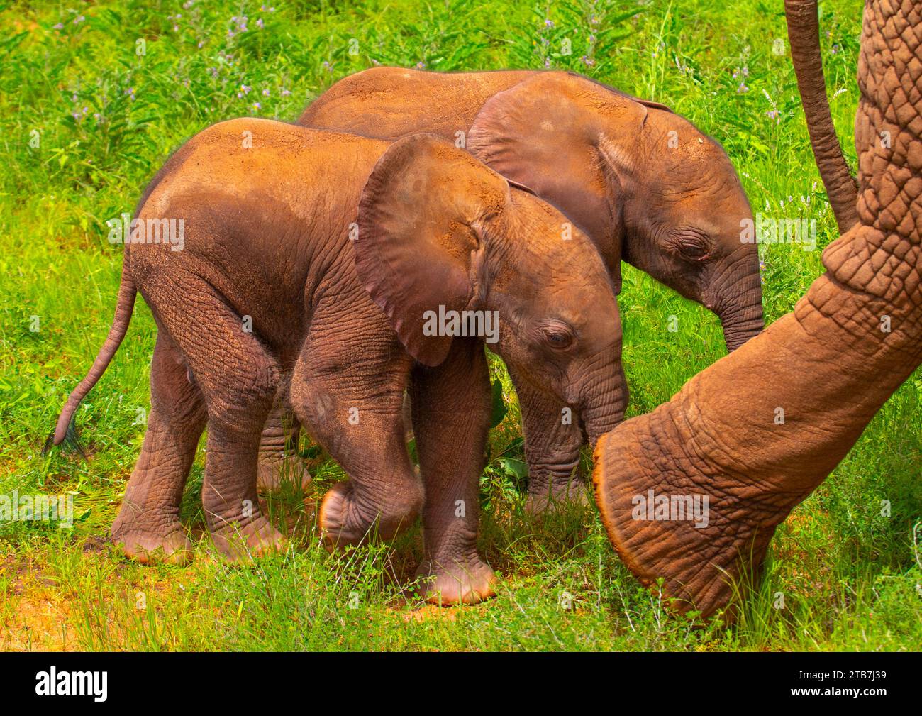 Rare elephant twins with their mother, Samburu County, Samburu National Reserve, Kenya Stock ...