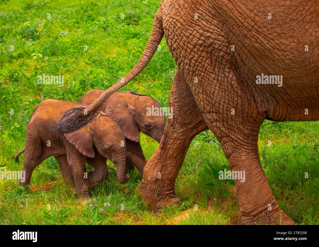 Rare elephant twins babies with their mother, Samburu County, Samburu National Reserve, Kenya ...