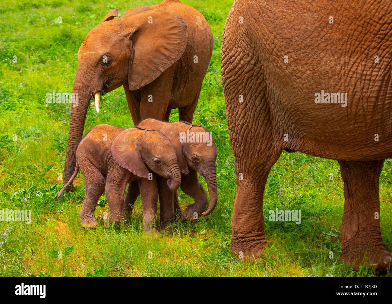 Rare elephant twins babies with their mother, Samburu County, Samburu ...