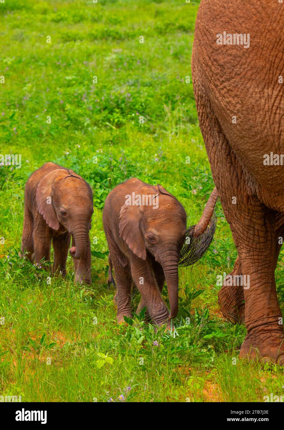 Rare elephant twins babies with their mother, Samburu County, Samburu ...