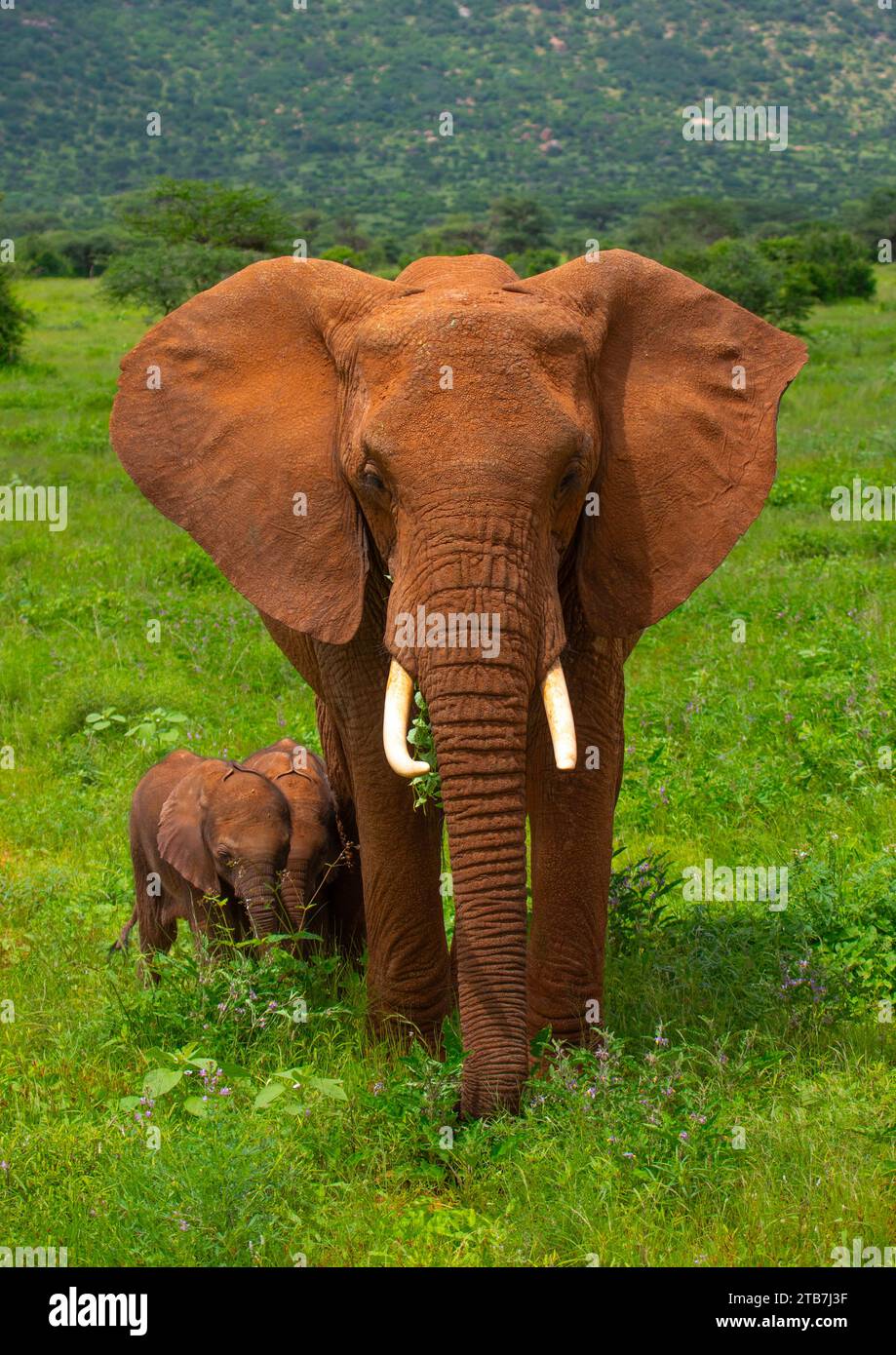 Rare elephant twins babies with their mother, Samburu County, Samburu National Reserve, Kenya ...