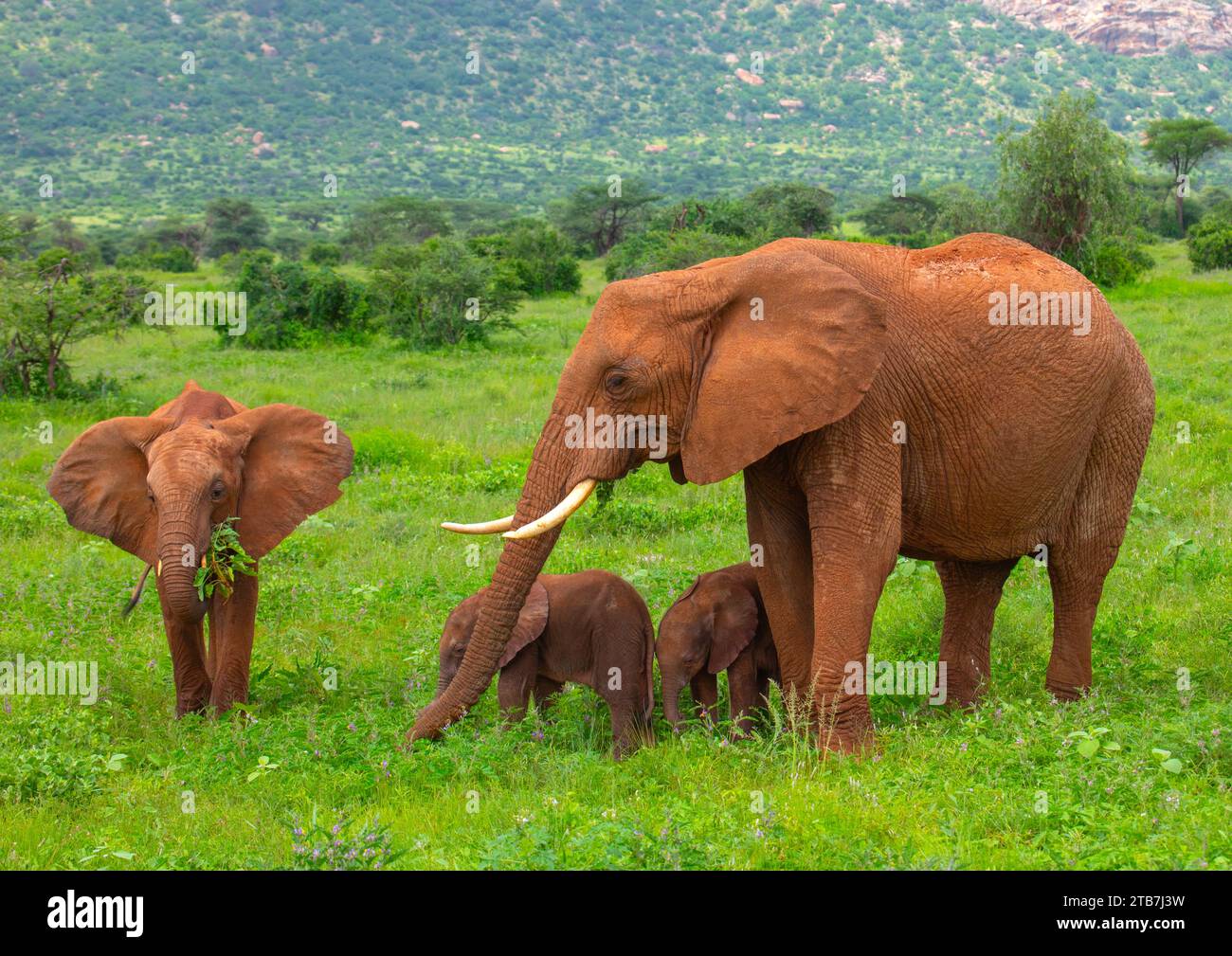 Rare elephant twins babies with their mother, Samburu County, Samburu National Reserve, Kenya ...