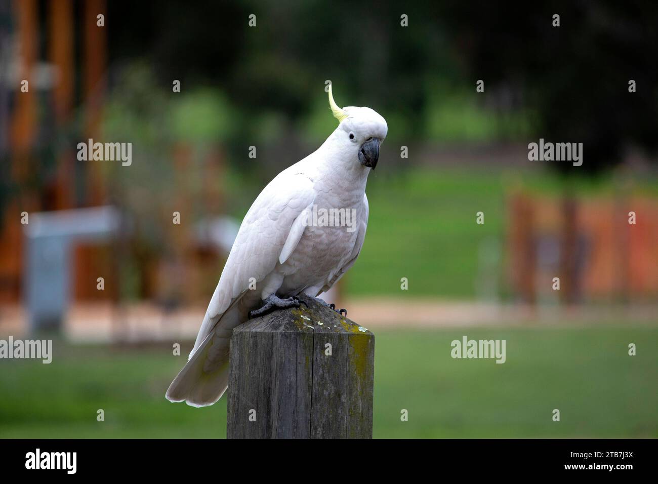White beautiful Australian cockatoo parrot Stock Photo - Alamy
