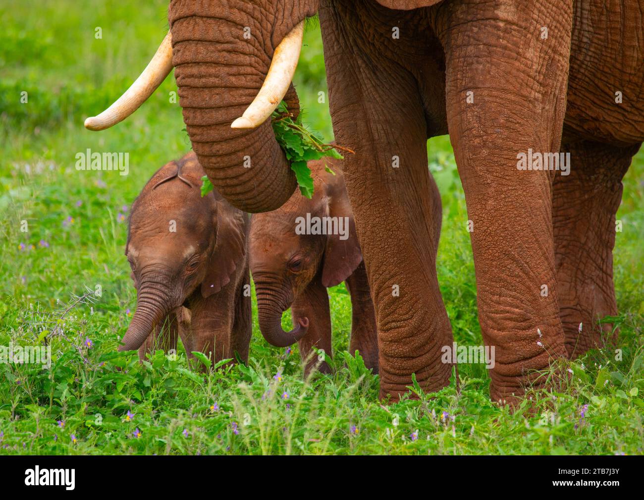Rare elephant twins babies with their mother, Samburu County, Samburu National Reserve, Kenya ...