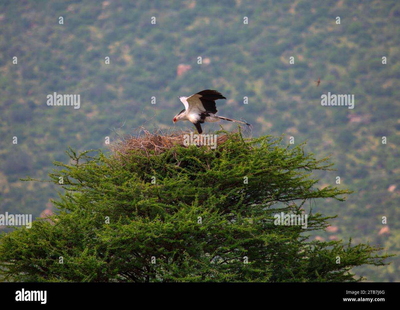 Secretary bird landing on his nest, Samburu County, Samburu National ...