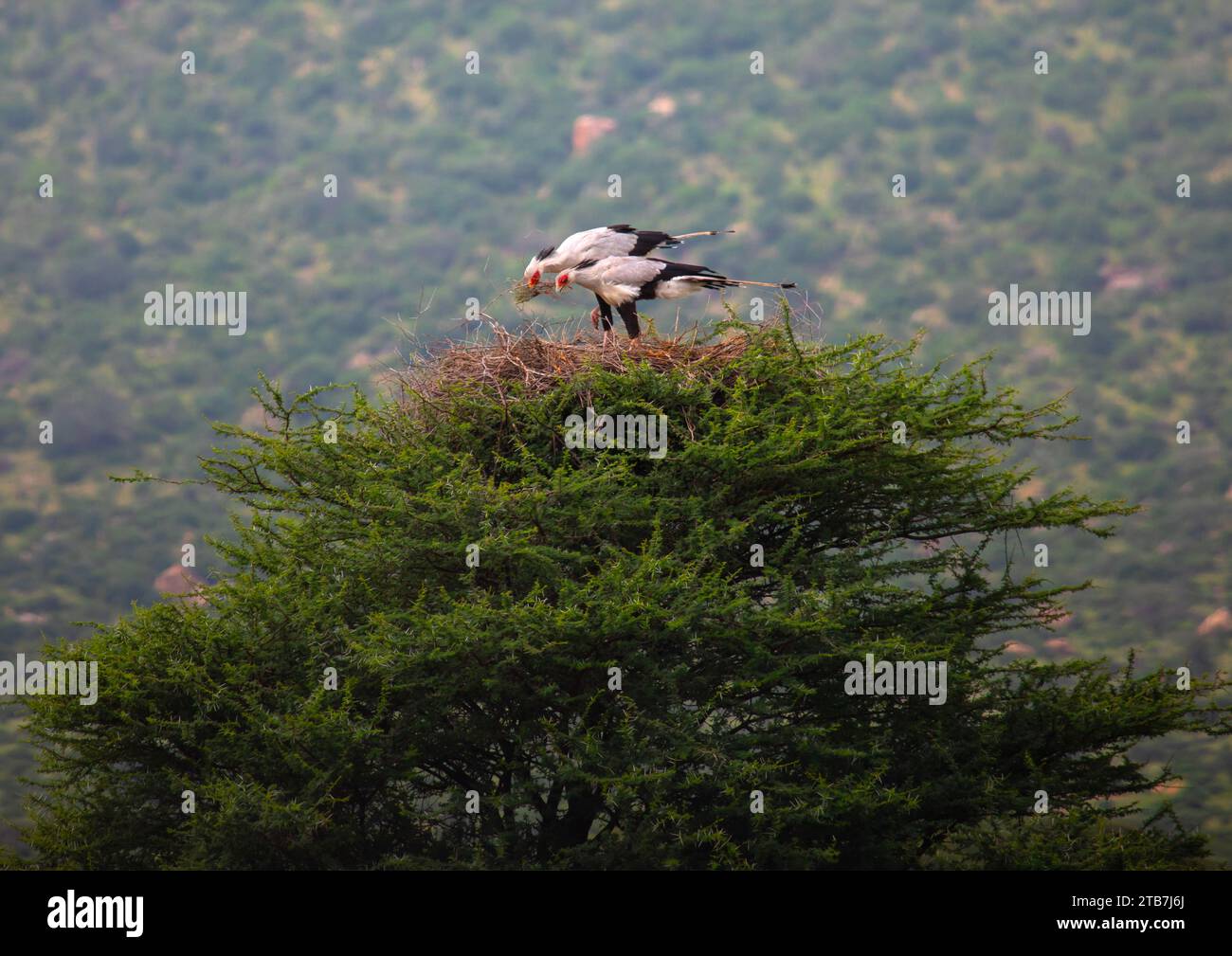 Secretary birds on a nest, Samburu County, Samburu National Reserve ...