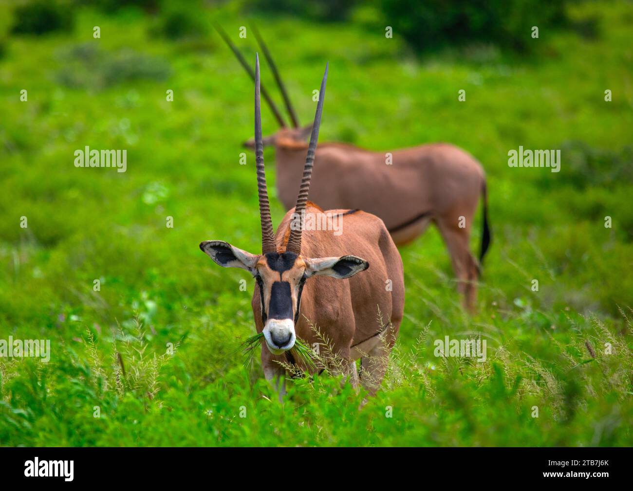 Beisa image hi-res stock photography and images - Alamy