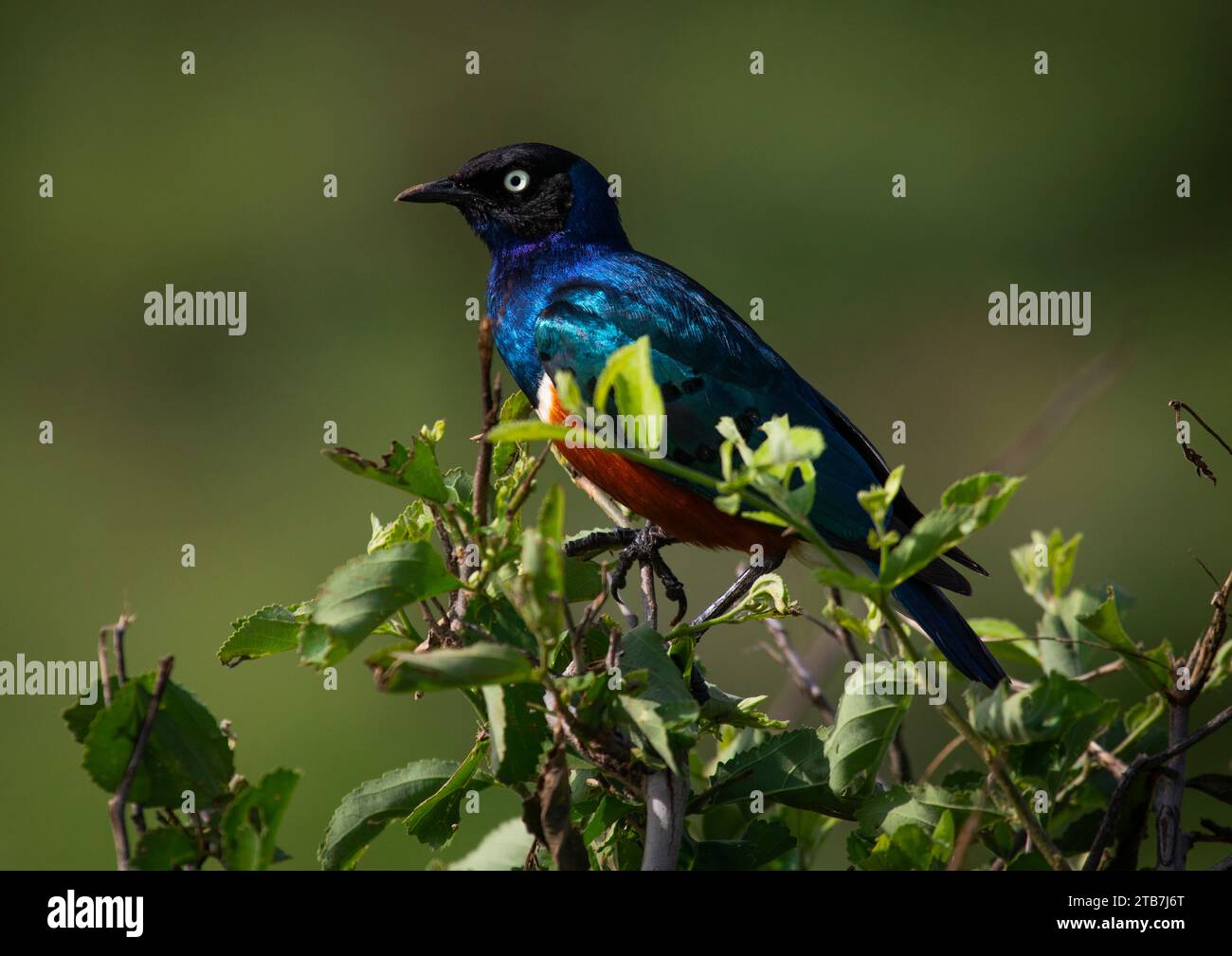 Starling (lamprotornis superbus) bird in a tree, Samburu County ...
