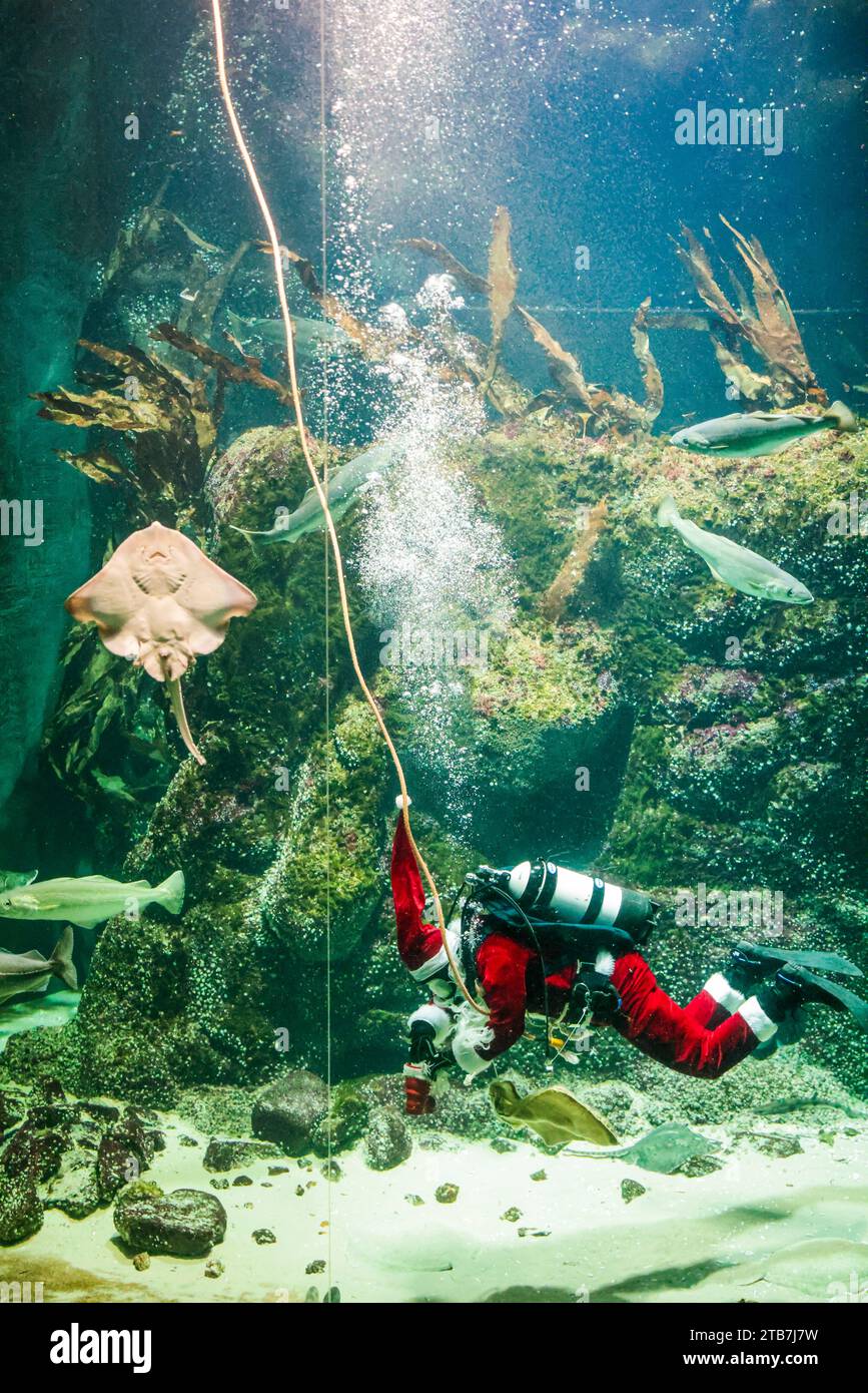 Schleswig-Holstein, Tonning, Germany. 05 December 2023, Schleswig ...