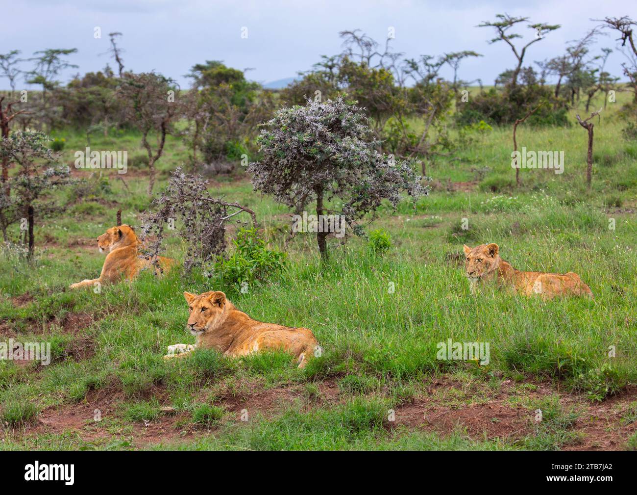 Lion family landscape kenya hi-res stock photography and images - Alamy
