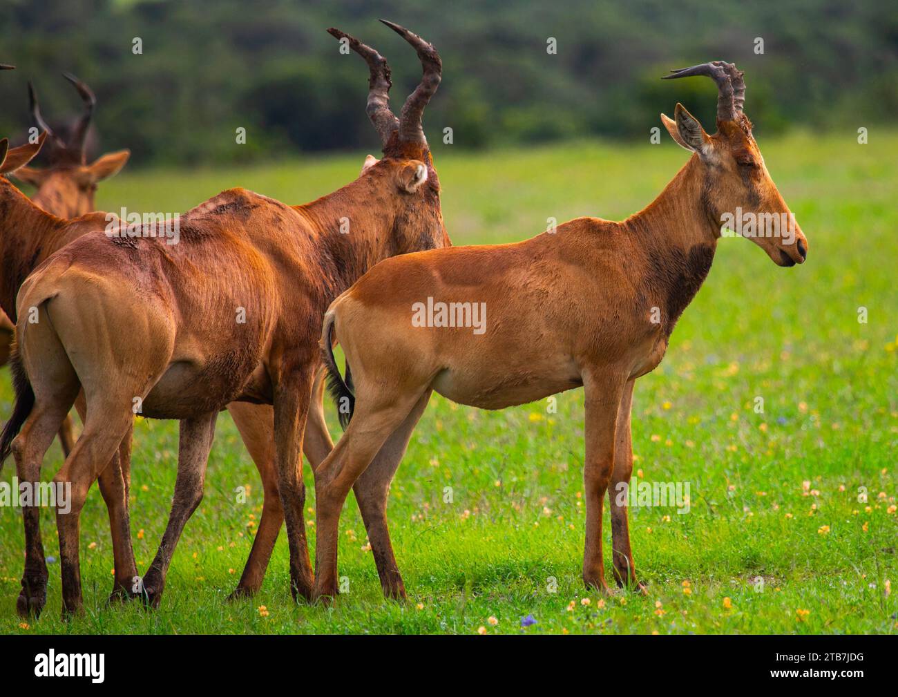 Topis (Damaliscus lunatus jimela) in green grass after rain, Samburu ...