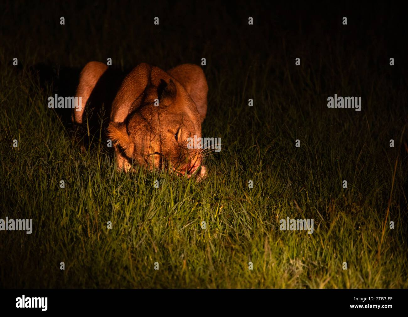 Lion eating during a night safari, Samburu County, Samburu National ...