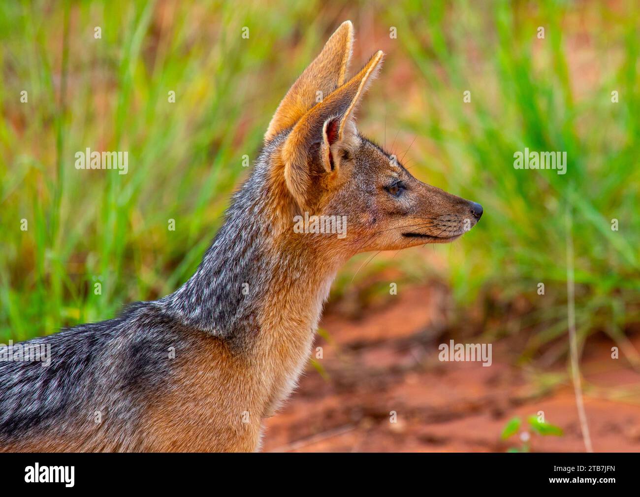 Side view of a black-backed jackal (silver-backed jackal), Samburu ...