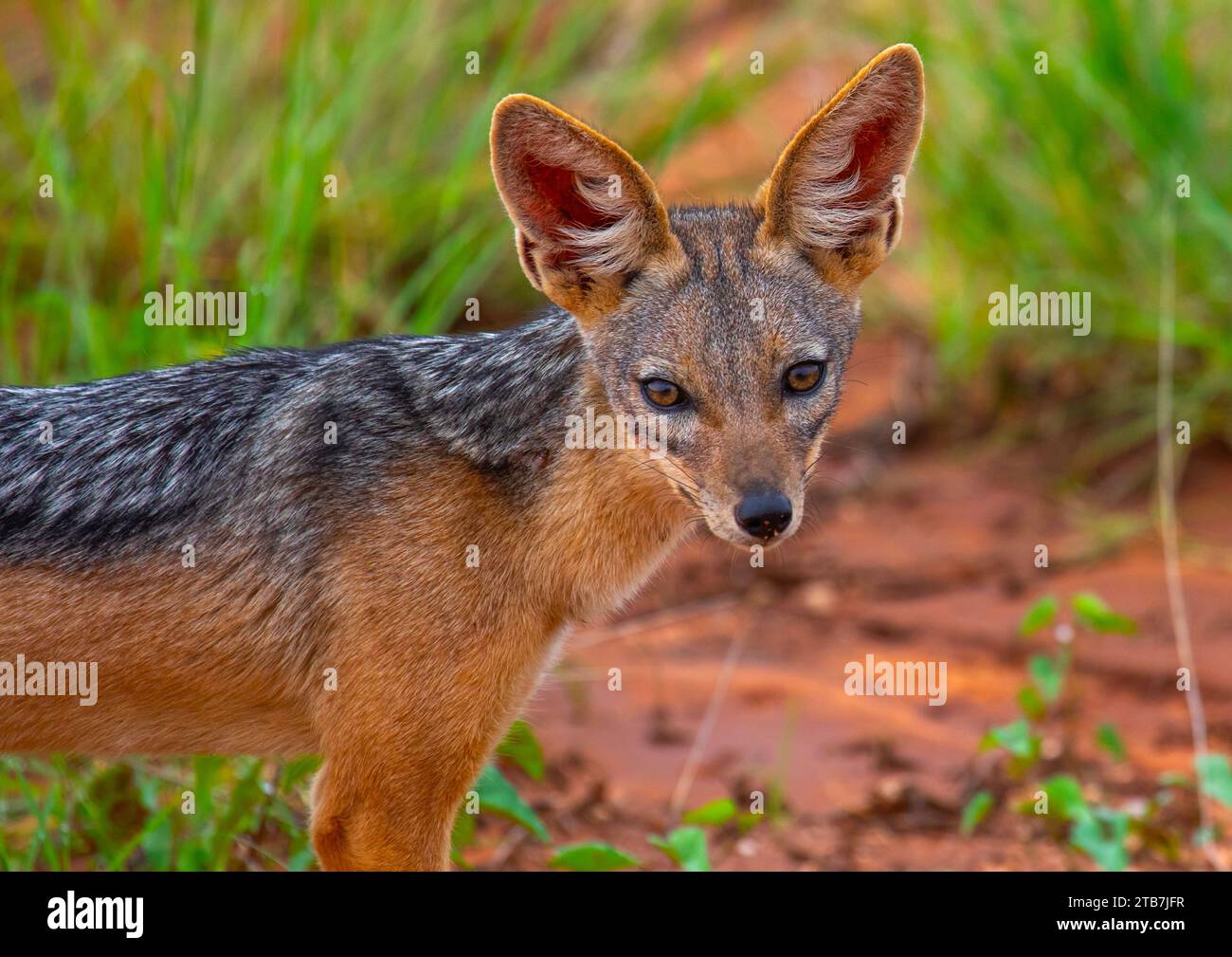 Black-backed jackal (silver-backed jackal), Samburu County, Samburu ...