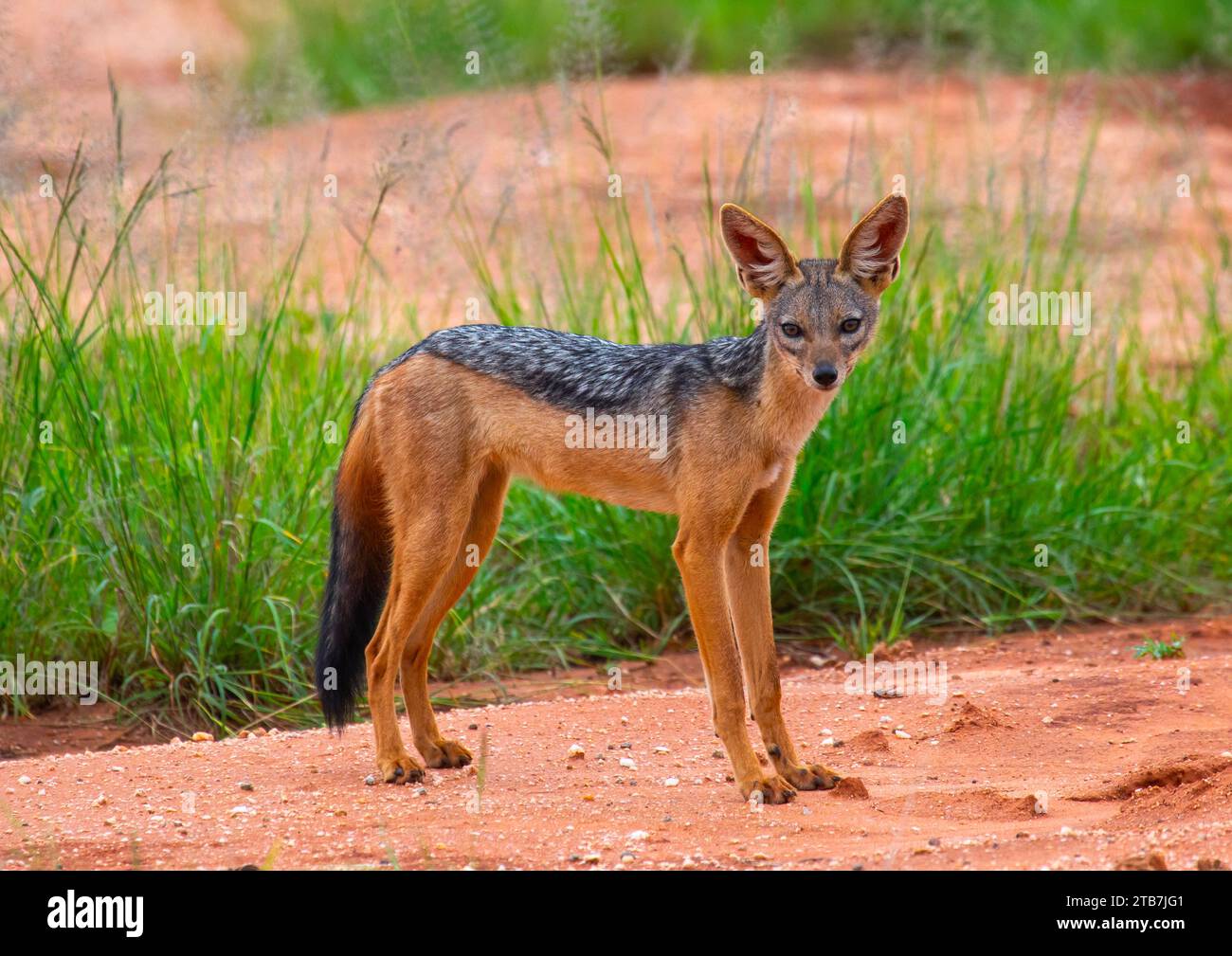 Black-backed jackal (silver-backed jackal), Samburu County, Samburu ...