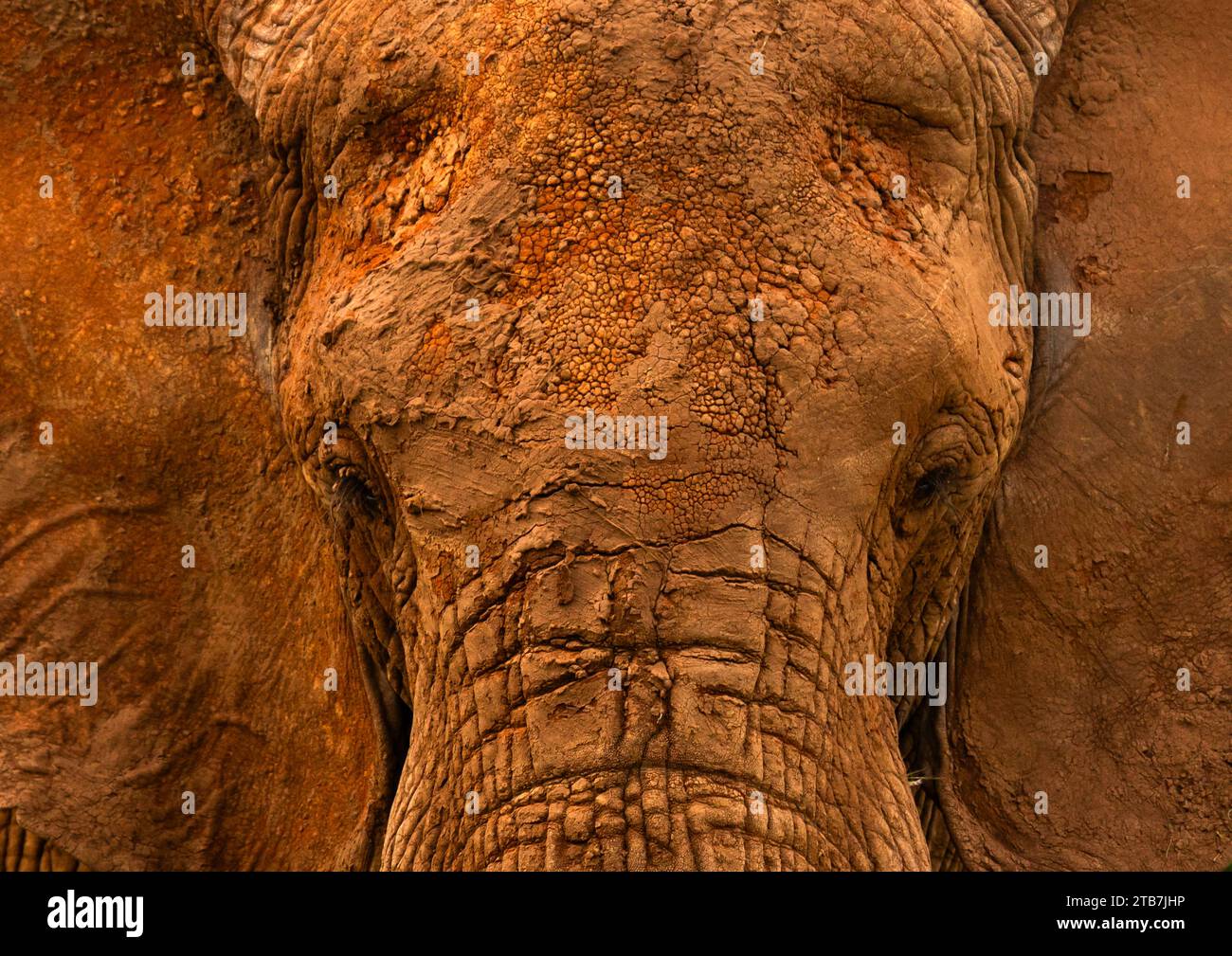 Elephant head with dried mud, Samburu County, Samburu National Reserve ...
