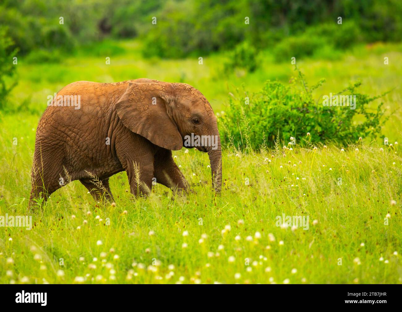 Baby elephant in green grass hi-res stock photography and images - Alamy