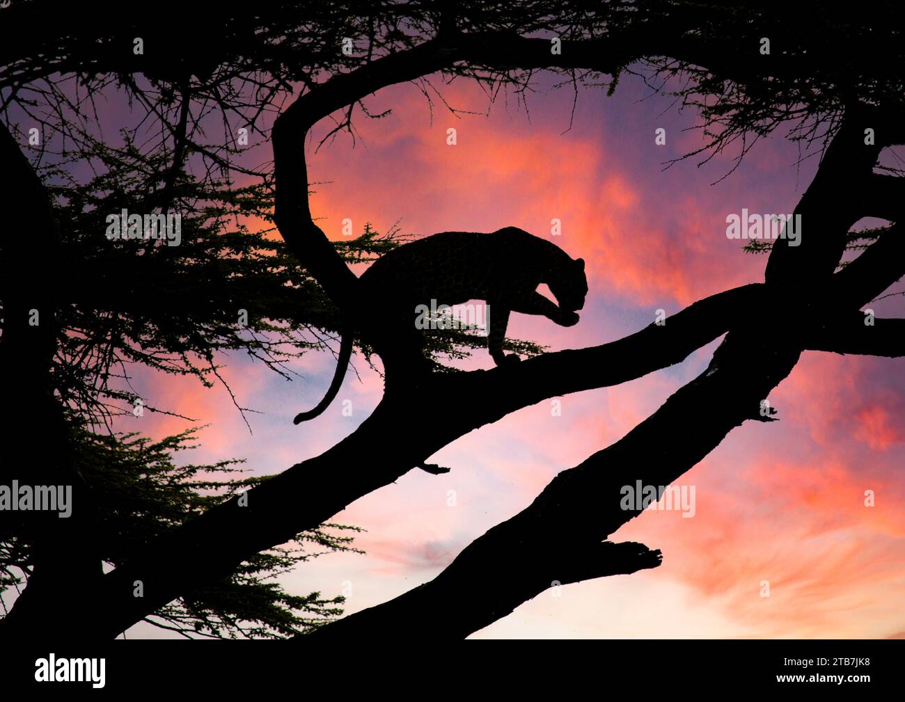 Silhouette of a Leopard sit in a tree, Samburu County, Samburu National ...