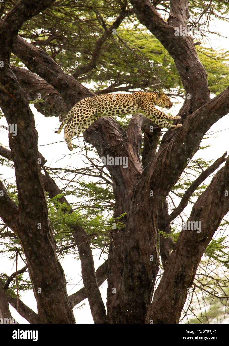 Leopard jumping in a tree, Samburu County, Samburu National Reserve ...