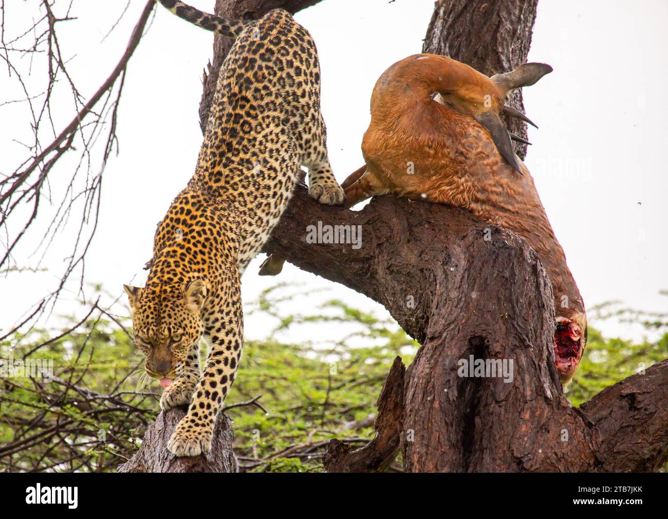 Leopard with a dead gerenuk in a tree, Samburu County, Samburu National ...